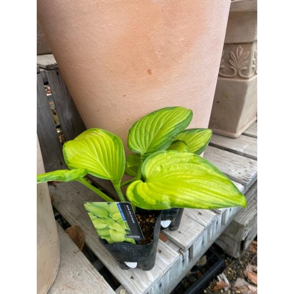 Hosta 'Stained Glass'半日陰を好む宿根草花期：6月〜8月草丈：30〜50cm耐寒性：強い耐暑性：強い用途：コンテナ / 花壇＜商品について＞ライムグリーンの葉に濃い緑色の斑が入るホスタです。2006年ホスタ・オブ・ザ・イ...