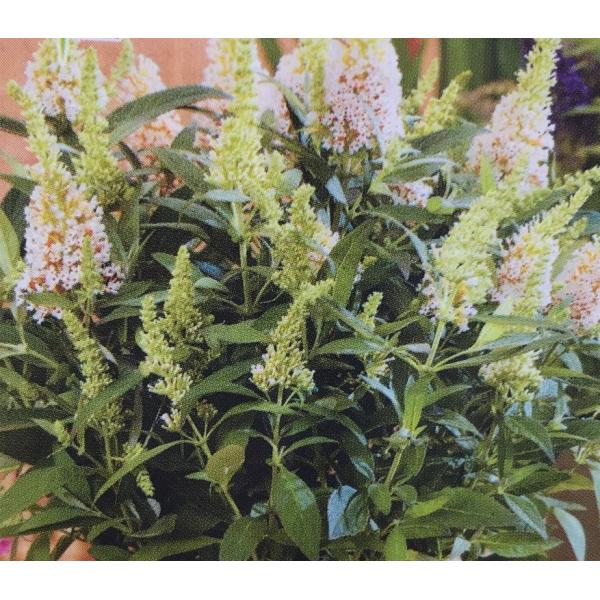 Buddleja davidii Butterfly Candy  "Little white"コンパクトにまとまり花付きも抜群、甘い香りも魅力的。甘い香りで蝶や蜂を呼び寄せるバタフライキャンディーシリーズ。樹高、株幅ともに80cm程のコン...