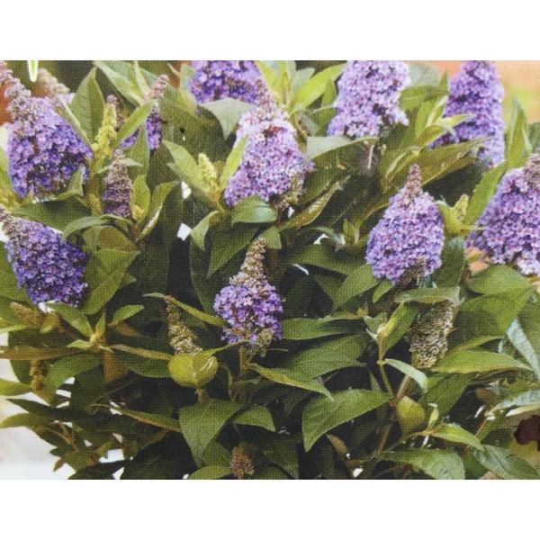 Buddleja davidii Butterfly Candy  "lila sweet heart"コンパクトにまとまり花付きも抜群、甘い香りも魅力的。甘い香りで蝶や蜂を呼び寄せるバタフライキャンディーシリーズ。樹高、株幅ともに80cm...