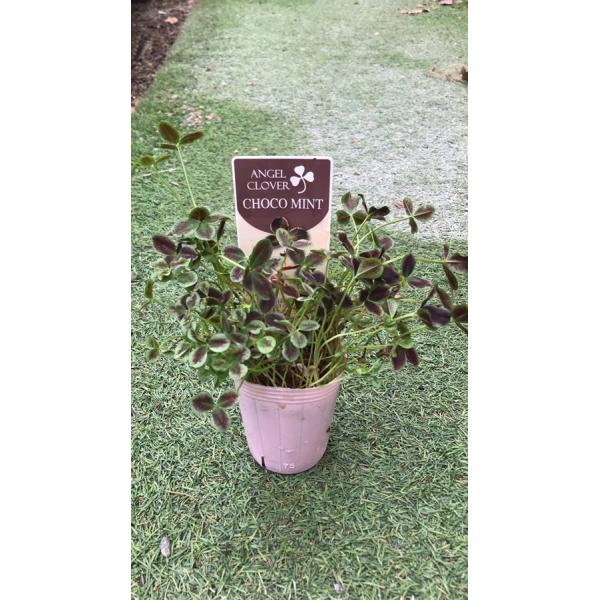 ANGEL CLOVER ’CHOCO MINT ’　形態：多年草開花期：4月〜6月耐寒性：強い日照：日向用途：鉢植え・寄せ植え・花壇・ハンギングみもとオリジナルクローバー黒葉系の可愛いクローバーです。特徴：冬の寒さにとても強くー10℃でも...
