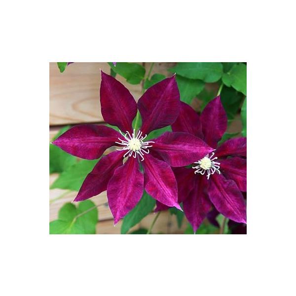 Clematis  ’Hayate’花期：5〜10月花径：12〜15cm丈：2〜3m剪定：強フロリダ系の品種。濃く鮮明な赤紫色、黄花芯とのコントラストが非常にすばらしい。多花性で開花性質に優れ、丈夫で育てやすいので、初心者にも安心。【フロリ...
