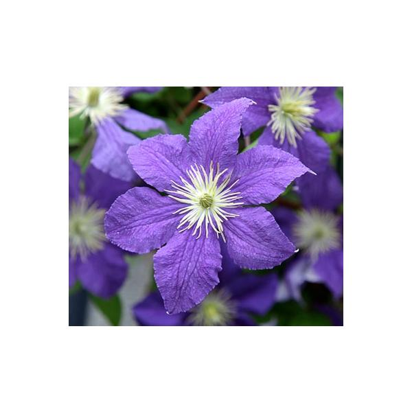 Clematis  ’Wisley’花期：5〜10月花径：8〜11cm丈：1.5〜2.5m剪定：強ビチセラ系の品種。黄花芯とのバランスがよい鮮明な青紫色で、強い日差しの下でも映える。当系統の中でも低めの位置から花を咲かせ、観賞性の高い品種。...