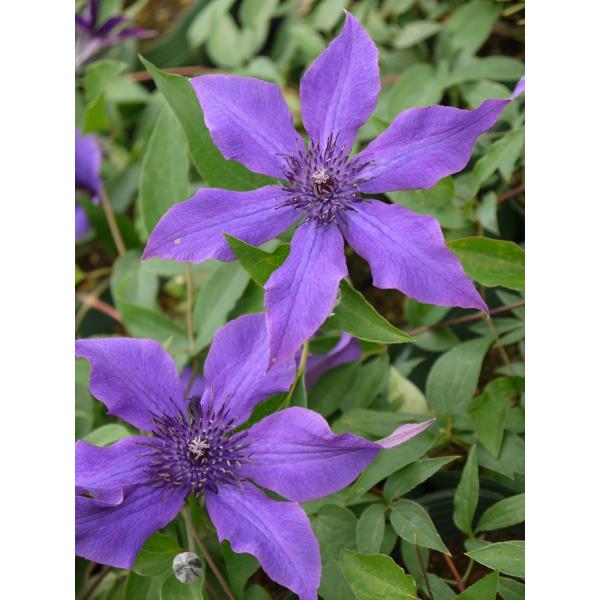 Clematis  ’Guiding Promise ’花期：5月〜9月花径：7cm丈：1〜1.2mタイプ：新枝咲きレイモンド・エヴィソン氏のコレクション。低い位置から花を咲かせることができ、草丈も伸びないのでコンパクトに楽しめる。深い紫色...