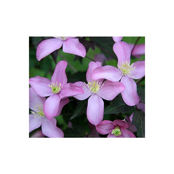 Clematis 'Freda'花期：4〜5月花径：4〜6cm丈：3〜5m剪定：弱剪定モンタナ系の品種。当系統の他品種にはない、発色のよいチェリーレッドの花。弁端ほど色が濃く、グラデーションがきれい。花だけでなく銅葉も美しい。【モンタナ系】...
