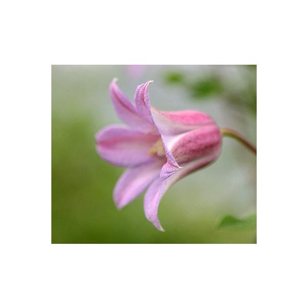 Clematis  ’Mienie Belle’花期：5〜10月花径：4〜6cm丈：2〜3m剪定：強テキセンシス、ビオルナ系の品種。優しげなピンク色。他のチューリップ咲き品種に比べると小さめで、よりかわいらしさが際立つ。主張が強すぎず、組み...