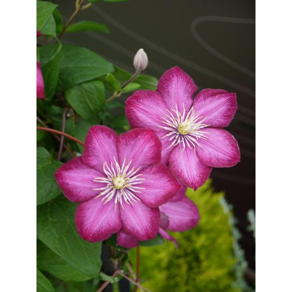 Clematis  ’Ville de Lyon’花期：5〜10月花径：7〜11cm丈：2.5〜3mジャックマニー系（遅咲き大輪系）の品種。濃い桃で弁端紅色の花色のクレマチス。黄花芯とのバランスも良い。重なりの良い丸弁のかわいい花形。【ジャ...