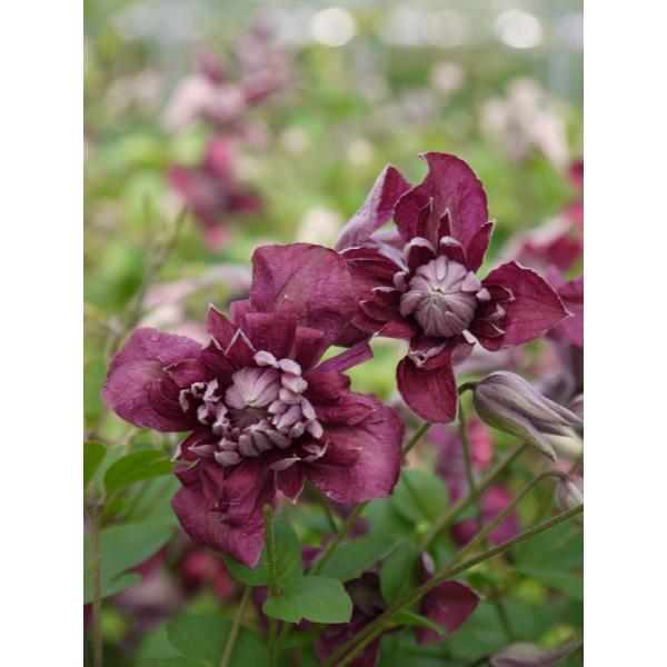 Clematis  ’Purpurea Plena Elegance’花期：6〜10月花径：2.5〜4cm丈：2〜3.5mビチセラ系の品種。マットな質感の赤紫色のクレマチス。八重咲きの可憐な小輪花。花持ちが良く、鑑賞期間が長い。【ビチセラ系...