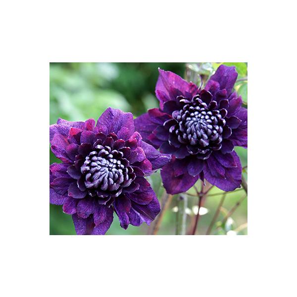 Clematis  ’Stories’及川フラグリーンのオリジナル品種花期：5〜10月花径：8〜10cm丈：1〜1.5mフロリダ系の品種。マットな質感の濃い紫色。光の具合で、黒っぽくも、赤紫っぽくも見え、色の奥行きに魅了される。細めの枝が株...