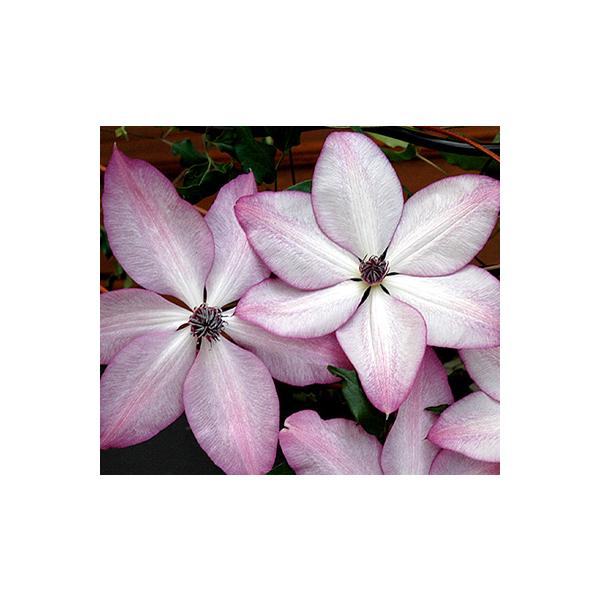 Clematis 'Fond Memories'花期：5〜10月花径：12〜15cm丈：2〜3mフロリダ系の品種。花は表が白地に赤紫色がかり、裏は赤紫色であるが、樹勢や開花時期により花色に変化がある。特に涼しくなった秋に咲く花は、濃い赤紫色...