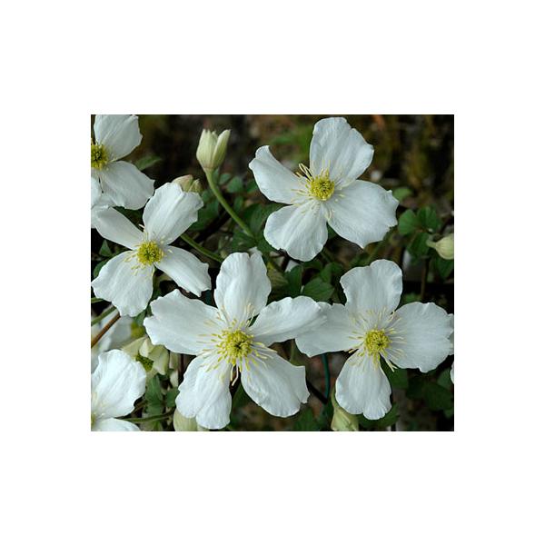 Clematis 'Prosperity'花期：4〜5月花径：4〜7cm丈：2〜4mモンタナ系の品種。花は白色、ふくよかで丸みを帯び、整った花形がかわいい。やや波打つ花弁は、数が5〜6弁になったり、半八重気味になったりする。その色合い、花形...