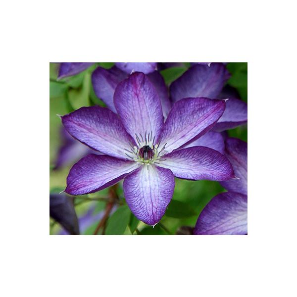Clematis 'Venosa Violacea'花期：5〜10月花径：8〜11cm丈：2〜3mビチセラ系の品種。花は濃い紫色の中央に、刷毛目状に白くぼかしが入り、非常に美しい。着物のような色彩で、和風の庭はもちろんのこと、洋風のガーデン...