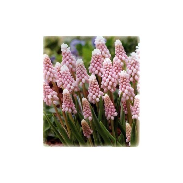 Muscari ‘pink surprise’1ポットに3〜4球仕込みです。分類：ユリ科（球根植物）開花期：3月〜4月草丈：10〜15cm耐寒性：強レア！可愛さダントツ。ペールトーンのピンク花。草姿のまとまりが良いので、花壇だけでなく、鉢栽...