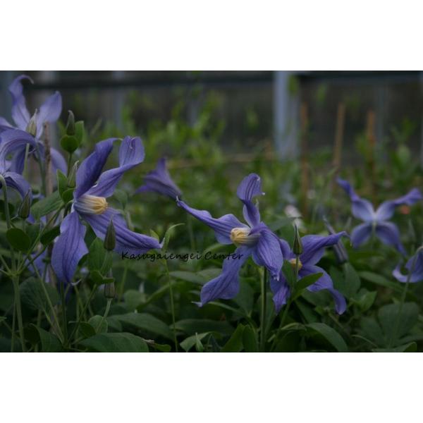 Clematis 'Moon River'杉本公造（春日井園芸センター）オリジナル品種花期：6〜9月花径：4〜6cm草丈：0.8〜1.2m剪定：強剪定咲き方：新枝咲きインテグリフォリア系の品種。インテグリフォリアとロコーコラの交配種。両親の...