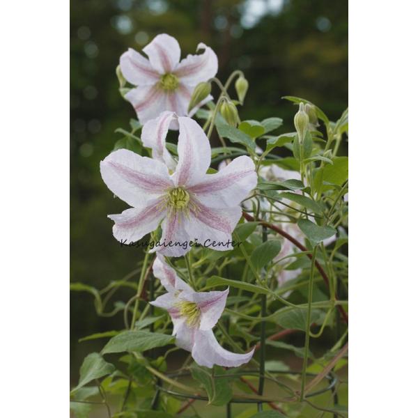 【発売日：2026年10月10日】Clematis ''Pink Prince Charles'花期：6〜9月花径：6〜10cm草丈：2.2〜3.2m剪定：強剪定咲き方：新旧両枝咲き遅咲き大輪系の品種。ピンク白色地に中央に紫ピンクの色が入る...