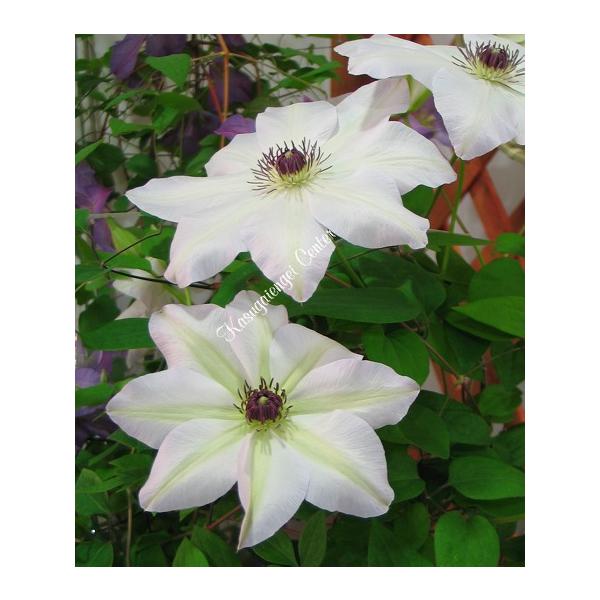 Clematis 'Ibi'杉本公造（春日井園芸センター）オリジナル品種花期：5〜9月花径：10〜15cm草丈：0.7〜1m剪定：弱剪定咲き方：新旧両枝咲き早咲き大輪系の品種。咲き始めはグリーンがかり弁端をほんのりと頬紅をさしたようにピンク...