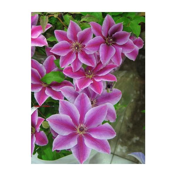 Clematis 'Malaya Garnet'花期：5〜10月花径：11〜13cm草丈：0.6〜0.8m剪定：弱剪定早咲き大輪系の品種。淡い桃白地にはっきりした濃桃色の筋が入る剣弁花。草丈があまり伸びない品種なので、垣根やコンテナなど低い...