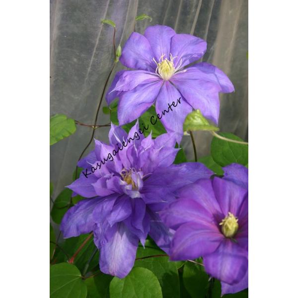 Clematis 'Countess of Lovelace'花期：5〜9月花径：15〜17cm草丈：2〜2.6m剪定：弱剪定八重咲き大輪系の品種。青紫色。花は一重から半八重、八重咲き。早咲き大輪。《剪定》花後：花から1〜2節下の新梢を剪定...