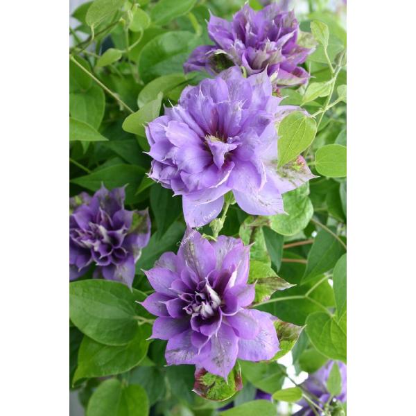 【発売日：2026年10月10日】Clematis 'Gemini'花期：5〜9月花径：8〜12cm草丈：2〜2.8m剪定：弱剪定八重咲き大輪系の品種。明青味紫色に、グリーンや白色の斑点が入ったり、がく片の一部に赤紫がかる八重咲き品種。咲く...