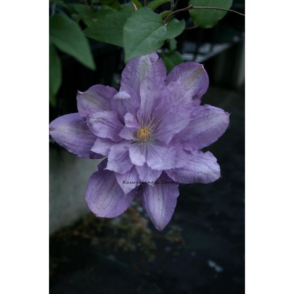 Clematis 'Proteus'花期：5〜10月花径：13〜20cm草丈：1.8〜3.5m剪定：弱剪定八重咲き大輪系の品種。モーブピンク色の大輪花。一番花は株の充実具合により一重、半八重、八重咲きで咲くこともあります。　二番花以降は一重...