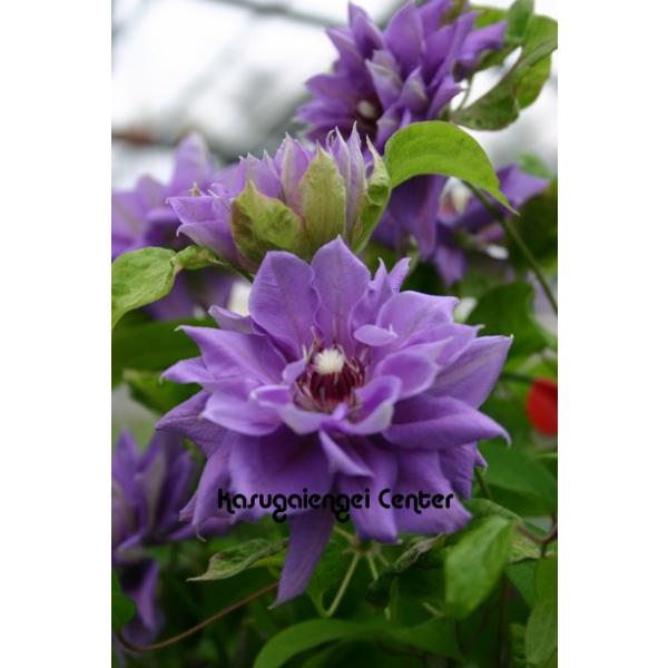 Clematis 'Matsuri Daiko'杉本公造（春日井園芸センター）オリジナル品種花期：5〜10月花径：12〜16cm草丈：1.5〜2.2m剪定：弱剪定八重咲き大輪系の品種。青紫色の八重咲き。二番花も八重で咲く。八重咲きの中でも立...