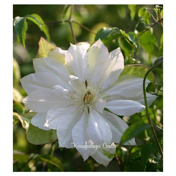 Clematis 'Yukiokoshi'花期：5〜9月花径：10〜15cm草丈：1.8〜2.3m剪定：弱剪定八重咲き大輪系の品種。咲き始めは淡黄緑で咲き進むにつれ白色になり、花弁の一部がグリーンがかる八重咲き品種。日本の原種でかざぐるまが...