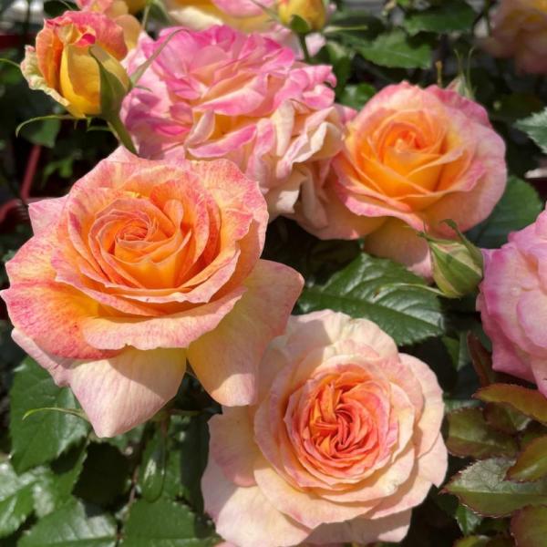 l'aube de l'ete花色：淡いアプリコット地に絞りが入る　香り: ★☆☆開花：四季咲き　花形：オープンカップ咲き花径：6〜8cm樹高：0.8〜1.0m用途：花壇、鉢植え作出：2024年 日本 京阪園芸（小山内健）セレクションシリー...