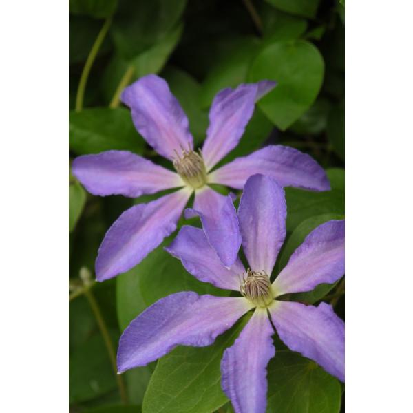 Clematis 'Gabriel'花期：5〜10月花径：13〜15cm草丈：2.5〜3m花色：淡い紫色ジャックマニー系の品種。つるの伸びが旺盛で花つきもいい。咲き終わった花を早めに摘み取り二番花を咲かせたい。茎が固くなるので、誘引はこまめ...