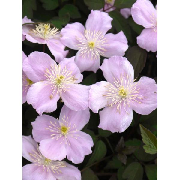 Clematis  'Mayleen'花期：4〜5月花径：7〜9cm草丈：3〜4m花色：ピンクモンタナ系の品種。花弁は丸みを帯び、甘いバニラの香りがする。葉は銅葉。愛らしい印象の花。