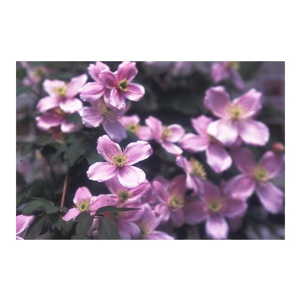 Clematis  'Rubens Superba'花期：4〜5月花径：5〜7cm草丈：4〜6m花色：ピンクタイプ：旧枝咲きモンタナ系の品種。