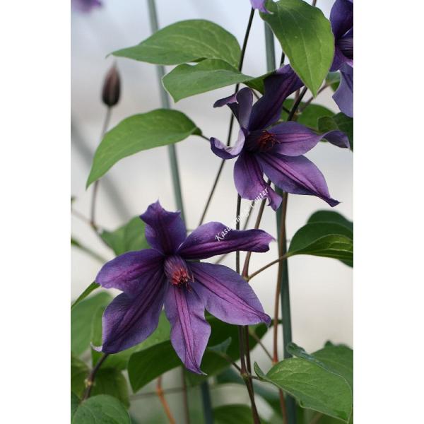 Clematis 'Miranda'花期：6〜10月花径：10〜13cm草丈：0.8〜1.5m剪定：強剪定咲き方：新枝咲き作出国：イギリス作出者：Barry Fretwellインテグリフォリア系の品種。『ミランダ』は、同じ系統の「デュランデ...
