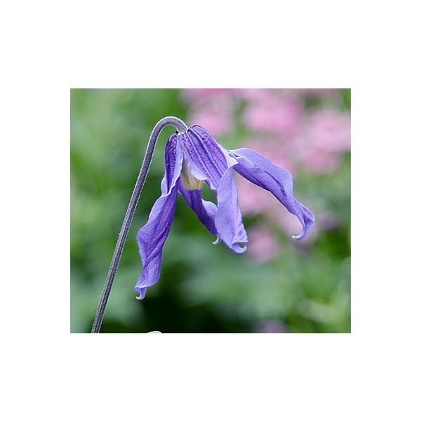 Clematis ’Flore Blue'及川フラグリーンオリジナル品種。花期：5〜10月花径：4〜6cm草丈：0.4〜0.6mインテグリフォリア系の品種。濃く鮮やかな紫色で、光沢があり、強い日差しでも色あせしにくい。大きめのベル型で、フリ...