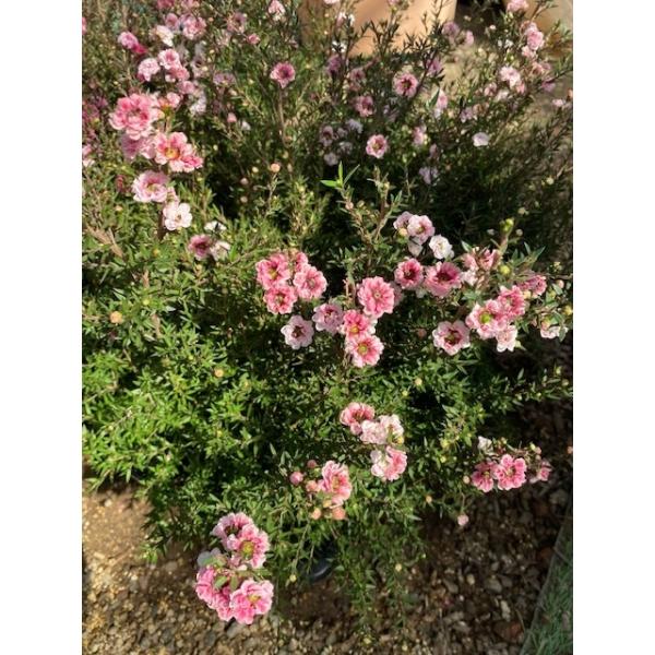 Leptospermum分類：フトモモ科　レプトスペルマム属樹高：5~8m耐寒性：あり　耐暑性：あり開花期：10月〜3月用途：鉢植え・庭植え日照：日なた※樹高は生育環境によって変わります。常緑高木で樹高は約8m。葉は針のような形をしています...