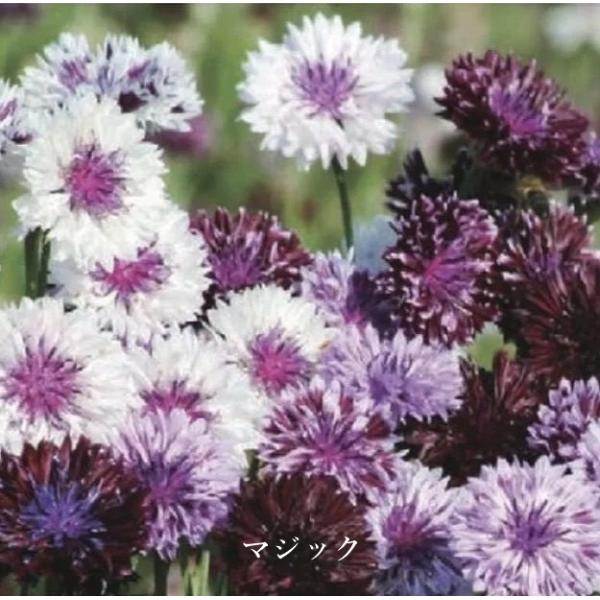 Centaurea ’Classic’　 分類：キク科ヤグルマソウ属/耐寒性一年草草丈：40〜60cm花期：5〜7月耐寒性：強用途：地植え・ 鉢植え ・ 切り花庭のアクセントとして存在感があります。茎がよく伸びて、切り花に最適です。意外と分...