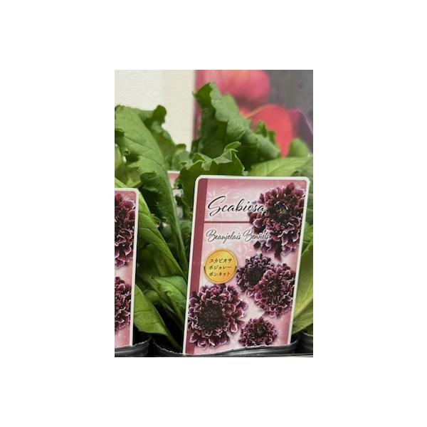 Scabiosa  ‘Beaujolais Bonnets’学名：Scabiosa科名：スイカズラ科マツムシソウ属 / 耐寒性花期：9月中旬から10月、4月〜6月草丈：60cm日照：日向素敵な花色とユニークな花姿でたくさんの花を咲かせます。...