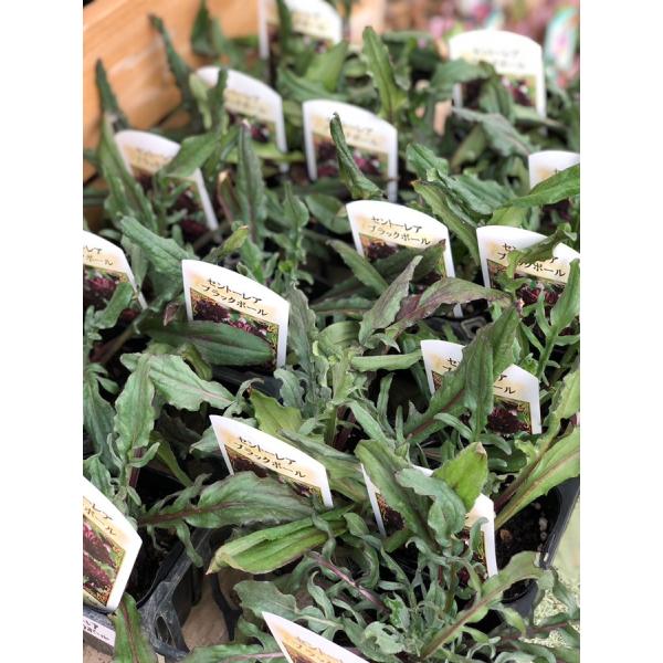 Centaurea  ‘Black Ball’科名：キク科 / 耐寒性宿根草花期：5月〜6月草丈：80〜90cm日照：日向“黒に近い深い赤紫色”の花を咲かせ、とてもシックで存在感があります。シルバーリーフと花色のコントラストが美しいです。ア...