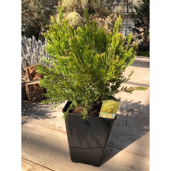 Acacia  'TERESA'アカシア ‘テレサ ’学名：Acacia fimbriataタイプ：常緑樹樹高：1〜2ｍ花期：3月頃用途：庭植え　鉢植え春を呼ぶ黄色の房咲きのアカシアの花。明るい黄色のふわふわした花と、赤く色づく新芽が魅力の...