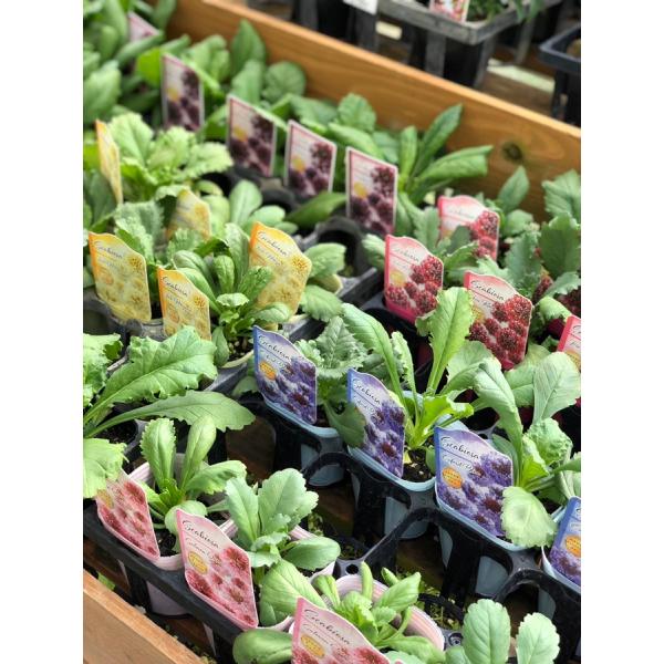 Scabiosa ’Formula mix’　分類：スイカズラ科マツムシソウ属/耐寒性草丈：60〜90cm花期：9月中旬〜10月、4月〜6月耐寒性：強日照：日向用途：地植え・ 鉢植え ・ 切り花素敵な花色とユニークな花形でたくさんの花を咲か...