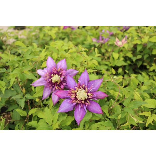 Clematis 'Kassai'花期：5月花径：8〜15cm草丈：1.0〜2.0m弁数：八重剪定：弱剪定フロリダ系の品種。廣田哲也氏作出5月ごろから咲き始める品種です。咲き始めは薄紫色で咲き進むにつれ花芯に赤みが増します。中心の赤みと外側...