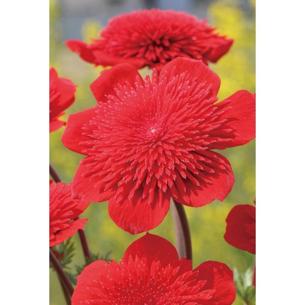 Anemone coronaria  var.flore-pleno科名：キンポウゲ科 / 耐寒性宿根草花期：3月〜4月成長草丈：約30cm日照：日向衝撃の鮮赤、幻のアネモネ中心部まで花びらがぎっしり詰まった、ふわっと重なり合う八重咲きタイ...