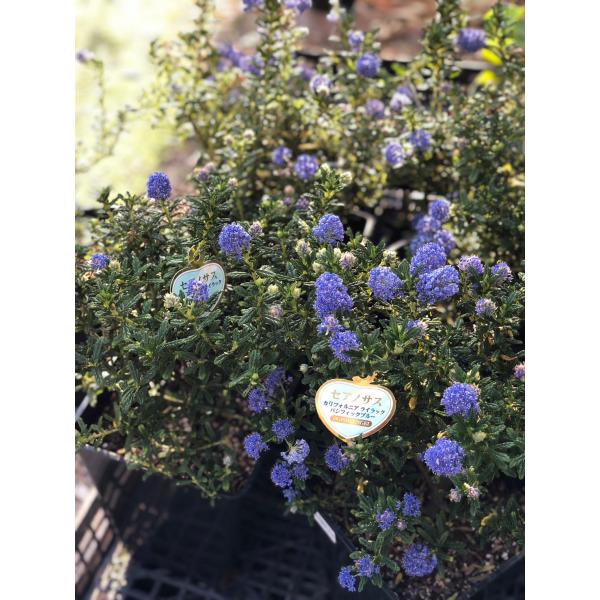 Ceanothus  ’California Lilac’科名：クロウメモドキ科セアノサス属開花期：- 3〜5月（春）樹高：1〜2m樹幅：1〜2m用途：鉢植え、庭植え、花壇日照：日向耐寒性：強（-5℃前後まで）香り：ほのかに甘い香りがあり、...