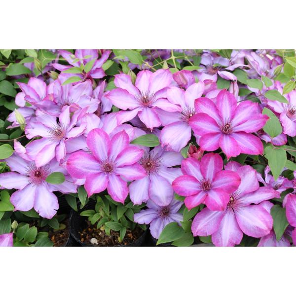 Clematis 'Violet Cocktail'湘南クレマチス園オリジナル品種分類：キンポウゲ科（多年生宿根草）花期：4月下旬花径：8-15cm丈：1.0-2.0m弁数：6-8枚剪定：弱剪定パテンス系の品種。巣山武彦氏作出品種です。咲き...