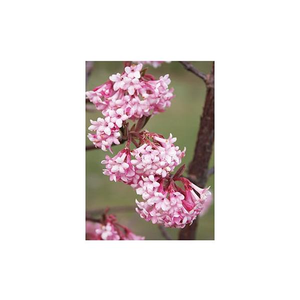 Fregrant Viburnum  ‘Dawn’分類：耐寒性落葉低木　スイカズラ科開花期：2月〜3月成長樹高：200〜300cm耐寒性：強冬の終わりを告げる、香りのビバーナム一般種と比べ、開花が早いのが特徴で、花の少ない冬の終わりから春先...