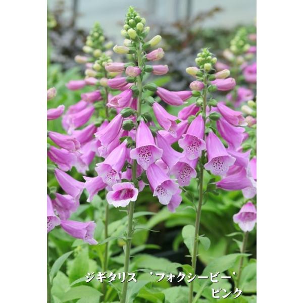 Foxglove ‘Foxy’ 日向に向く宿根草ジギタリス ‘フォックスビー’ は、ベル形の花が穂状に咲き上がる華やかな宿根草。一般的なジギタリスより草丈が低く、コンパクトにまとまるため、鉢植えや小さな花壇でも扱いやすい品種です。アプリコッ...