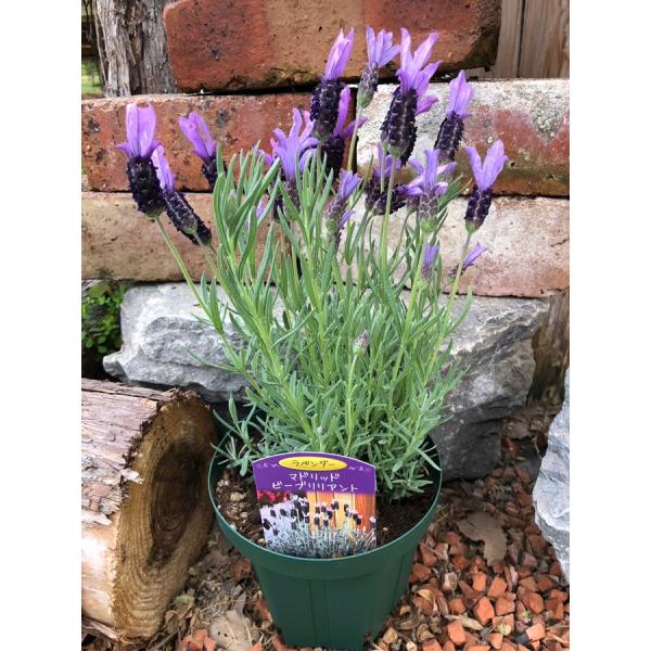 Lavandula stoechas ’bee brilliant’学名：Lavandula stoechas科属名：シソ科ラヴァンドラ属草丈：40〜60cm株幅：40〜50cm開花期：3〜9月頃耐性：半耐寒性/多年草ストエカス系（フレンチ...