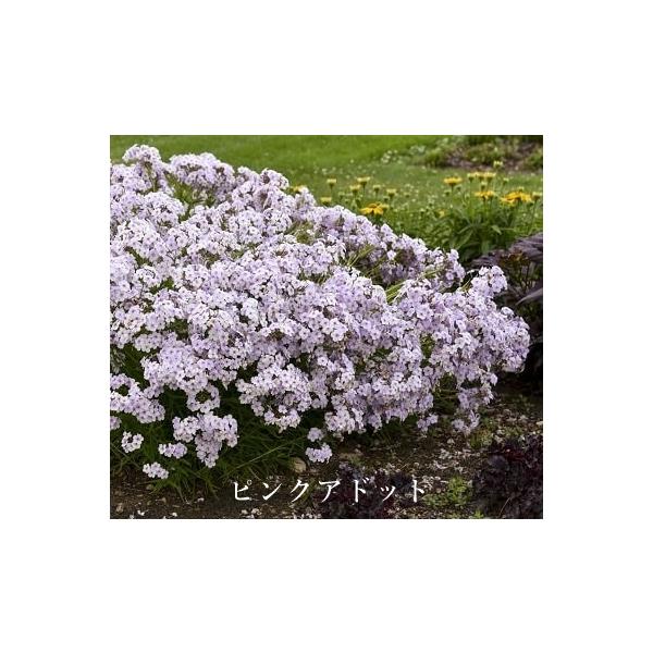 フロックス オープニングアクト分類：ハナシノブ科クサキョウチクトウ属（フロックス属）/耐寒性多年草学名：Phlox hybrid開花期：春〜晩秋草丈：50〜70cm株幅：70〜90cm置き場所：日なた,半日陰耐寒性：約−30℃まで（最低温度...