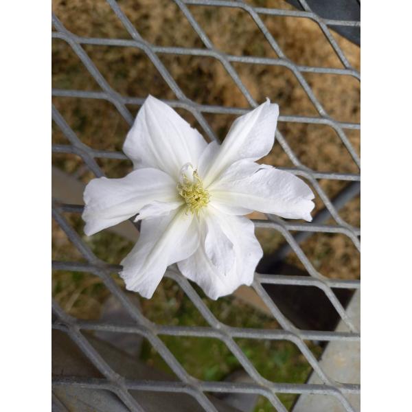 Clematis ’White Arabella'花期：5〜10月花径：5〜7cm草丈：1〜2m前後  インテグリフォリア系の品種。人気品種アラベラの“白花版”で、清楚で軽やかな白い花を長く咲かせる。とても丈夫で扱いやすい半つる性クレマチス...