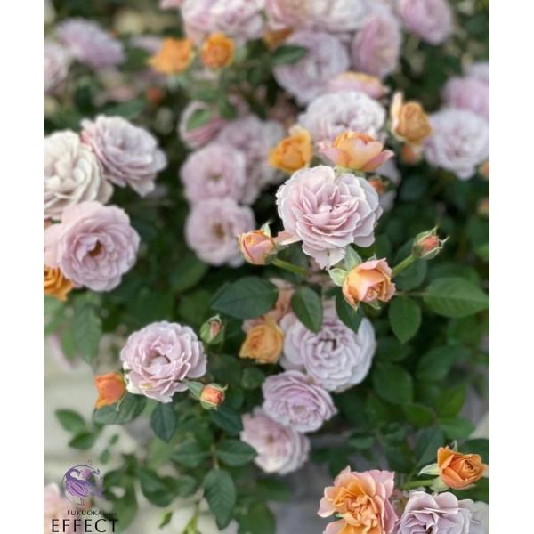 Miniture Rose ’Carna Honey Gold’花色：オレンジ → アプリコット → ピンクへと色が変化　香り★☆☆四季咲き樹高：20〜100cmオレンジ → アプリコット → ピンクへと色が変わるアンティーク調の多彩な花色...