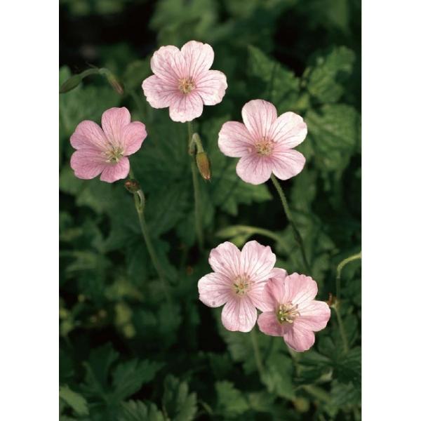 Geranium Geranium x oxonianum ‘Wargrave Pink’淡いピンクの小花がふんわりと広がり、初夏の庭を優しく彩る宿根ゲラニューム ‘ワーグラーベピンク’。柔らかな花色はどんな植物とも調和し、ナチュラルガーデ...