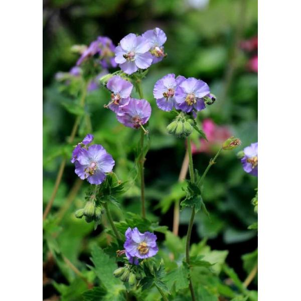 Geranium phaeum ‘Blauwvoet’深い紫がかった青花が、初夏の庭に落ち着いたアクセントを添えるゲラニューム ファエム ‘ブラウボエット’。透明感のある青紫の花弁に濃い紫の筋が入り、光の当たり方で表情が変わる“シックで大人...