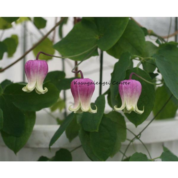 【発売日：2026年10月10日】C. ’Amazing Grace’花期：5~10月花径：2.2~2.8cm花長：2.6~2.8cm草丈：2~3m剪定：強ヴィオルナ系の品種。梅紫色で弁先が淡い黄緑色したツートンカラーの壷形で、開花期が長い...